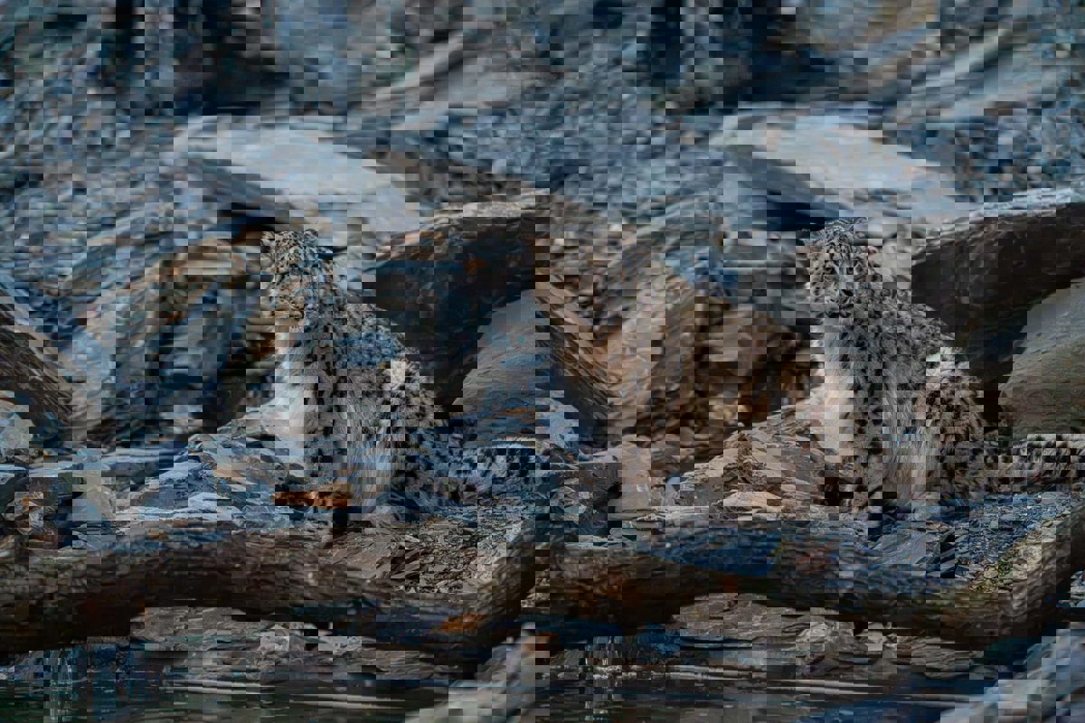 Snow leopards are coming to Chester Zoo! | Chester Zoo