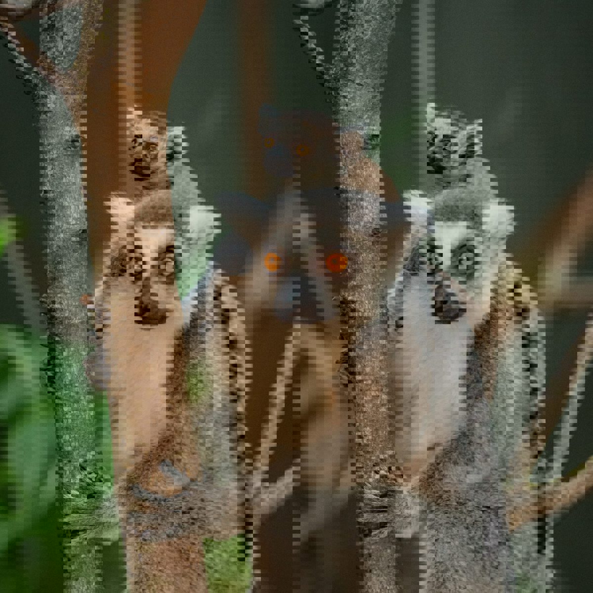 Ring-tailed lemur | Chester Zoo animals