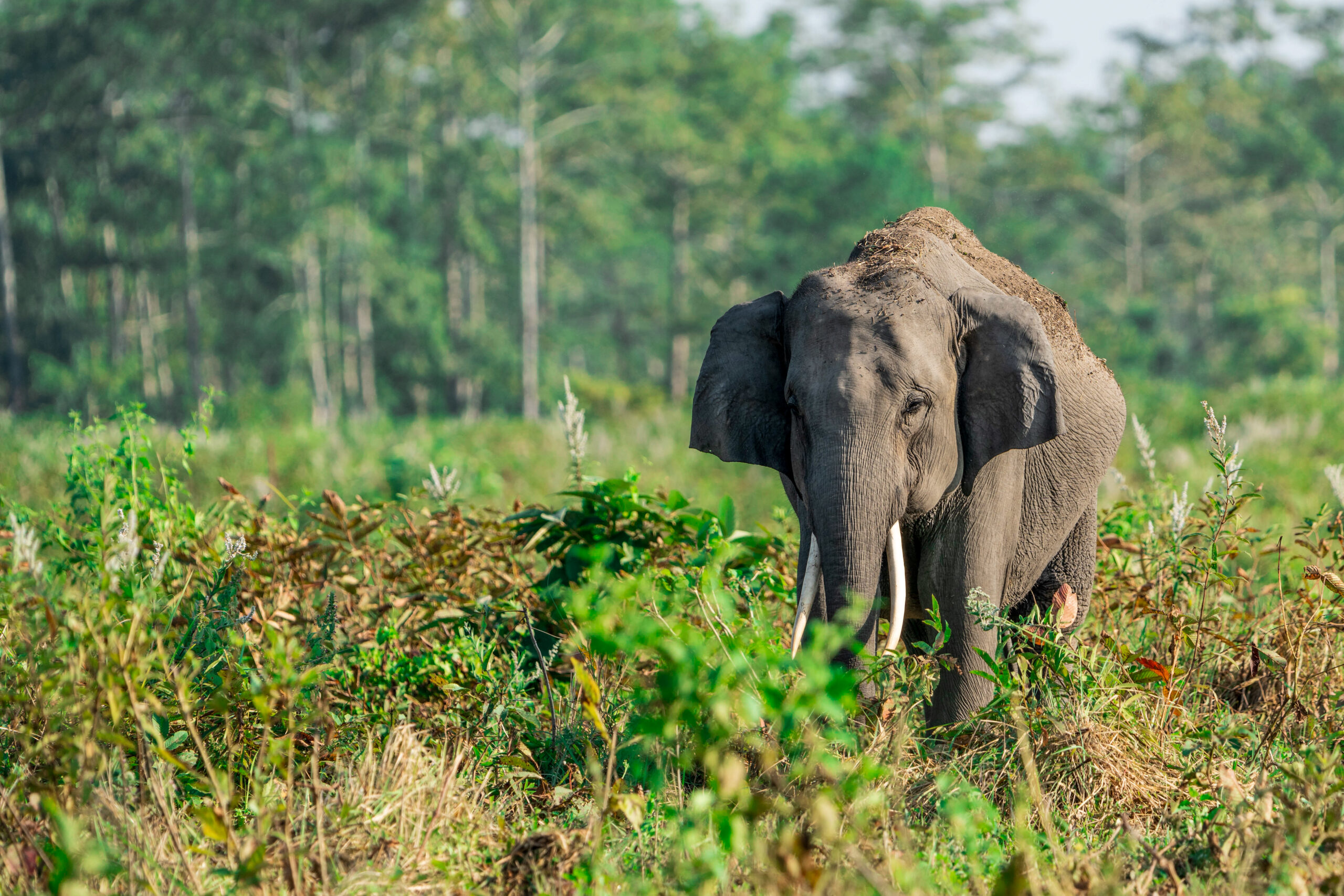 Protecting giants: working towards human-elephant coexistence across ...