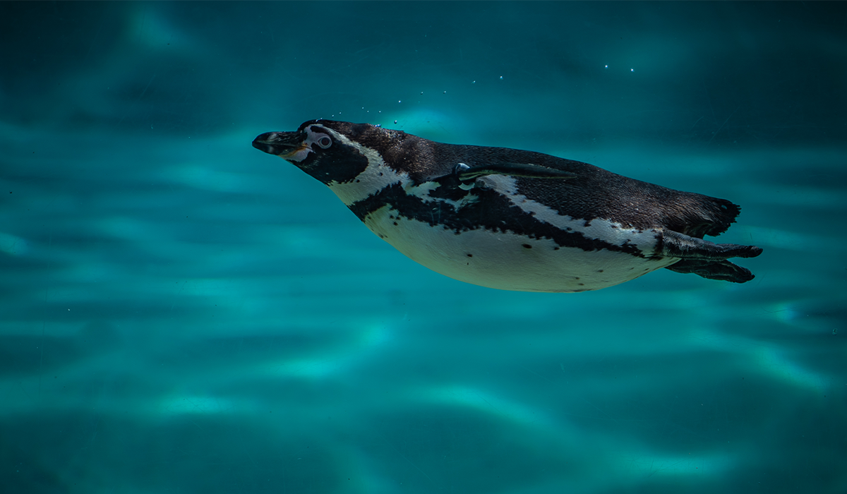 Humboldt penguin | Chester Zoo animals