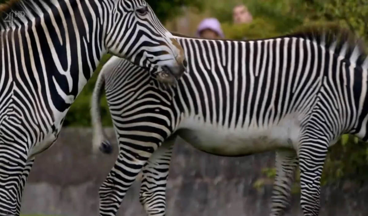 Meet our animals | Chester Zoo