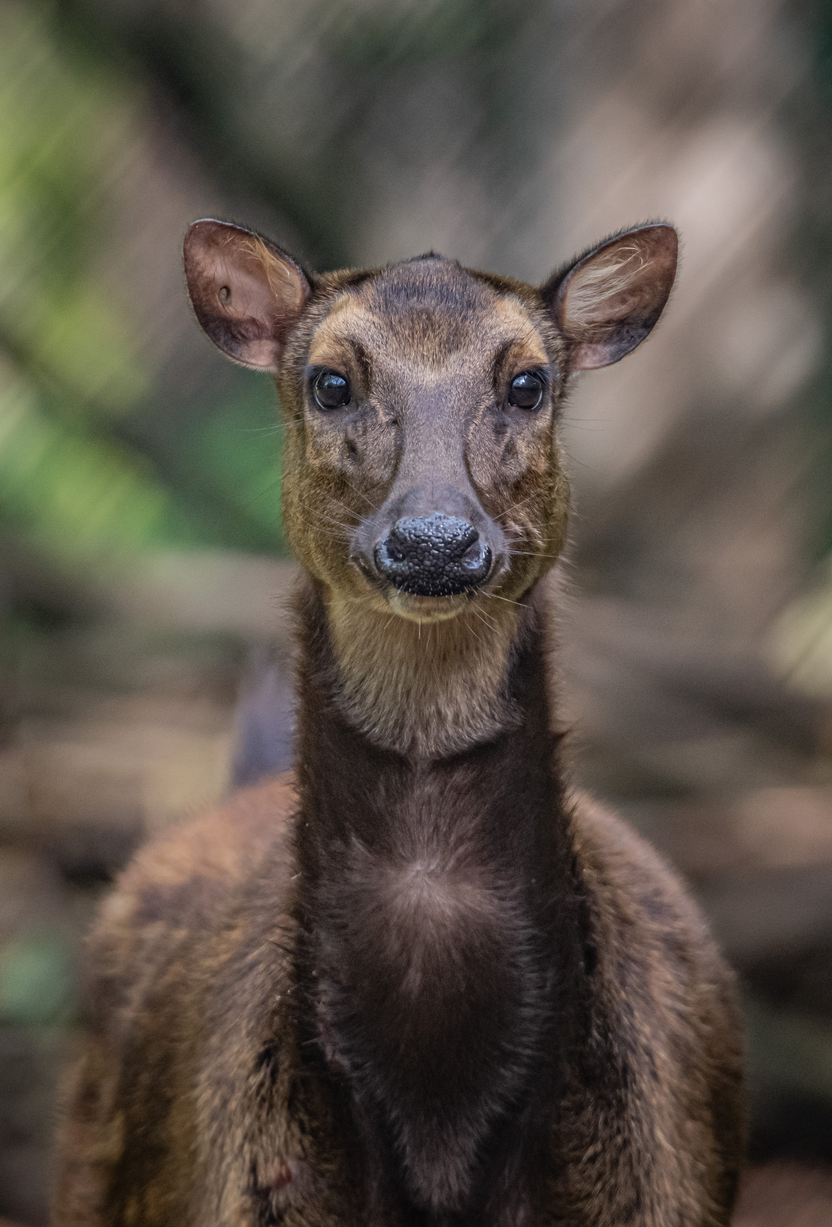 Philippine deer store