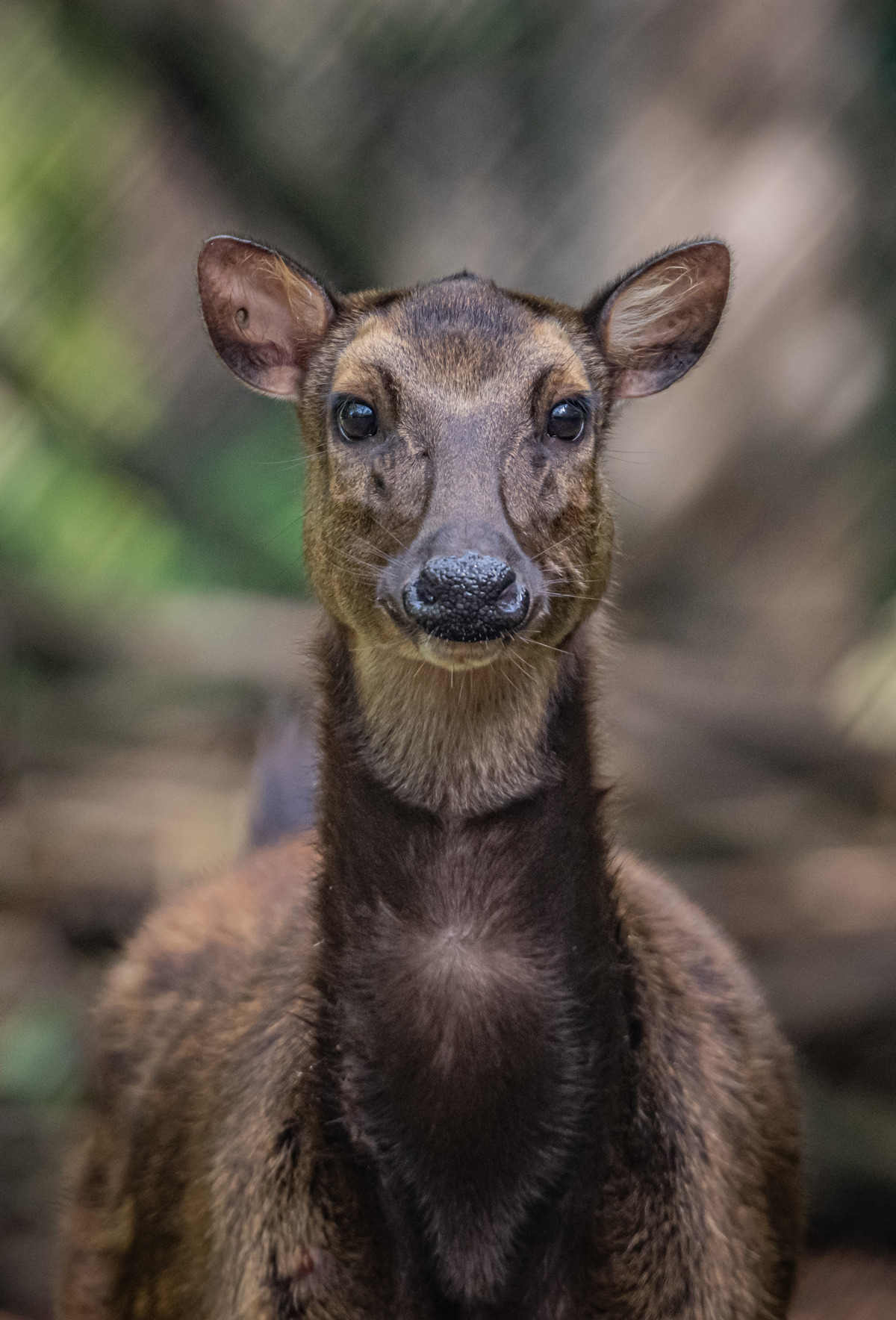 Philippine spotted deer | Chester Zoo animals