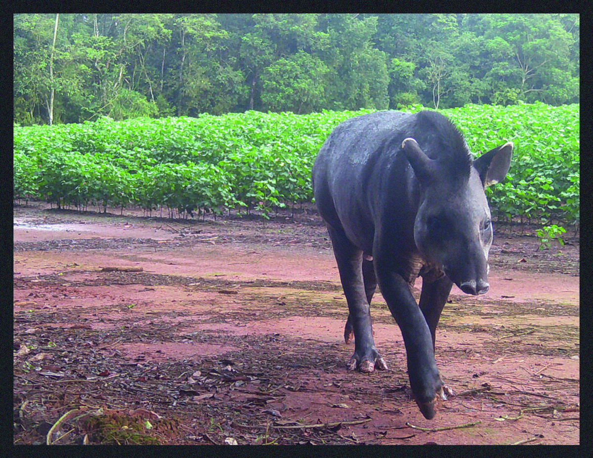 Chester Zoo | Tapir Conservation